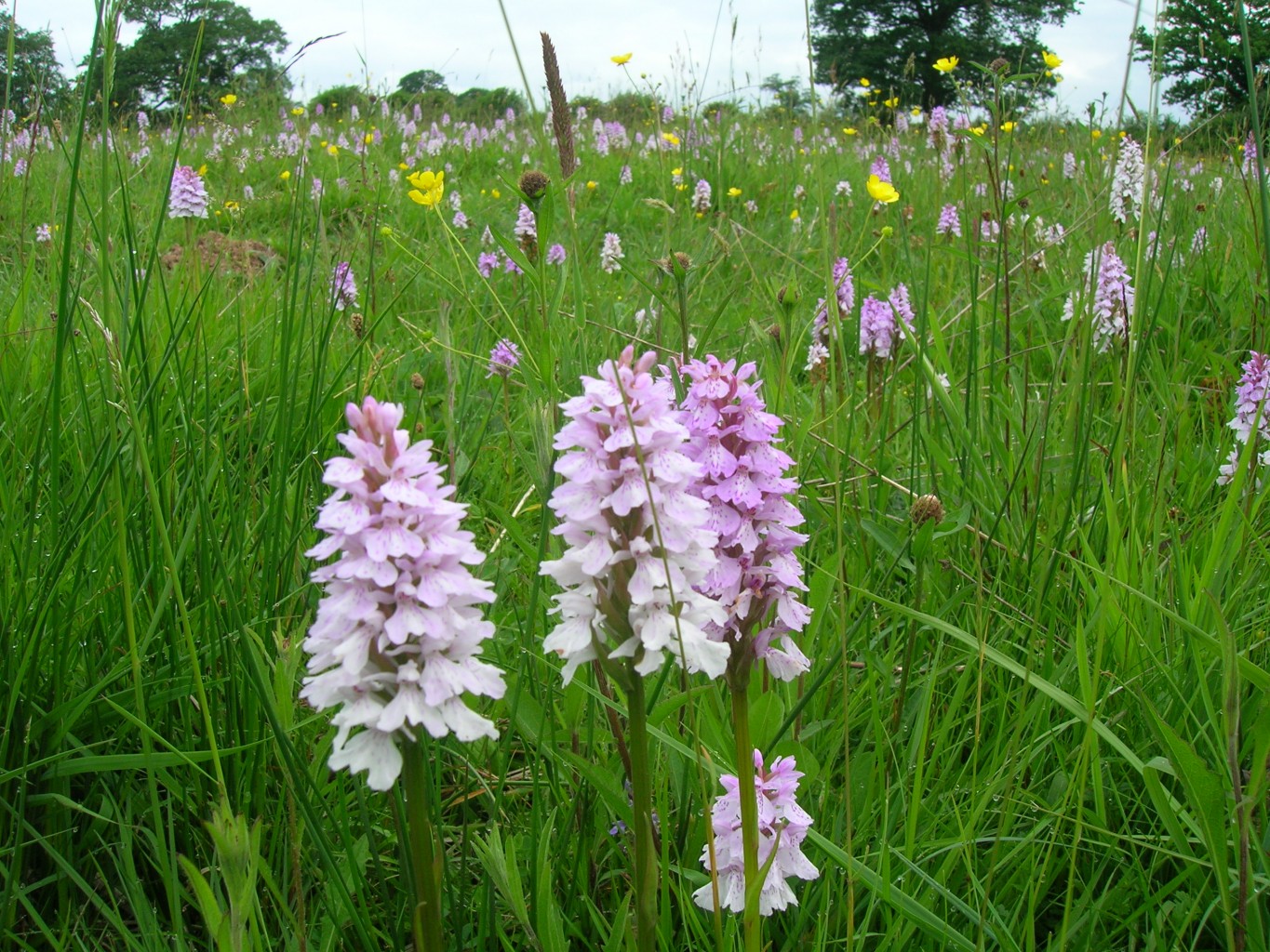 Local Wildlife Sites | Bannau Brycheiniog National Park Authority